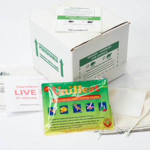 Reptile Shipping Kit #1 - 7"x7"x6"